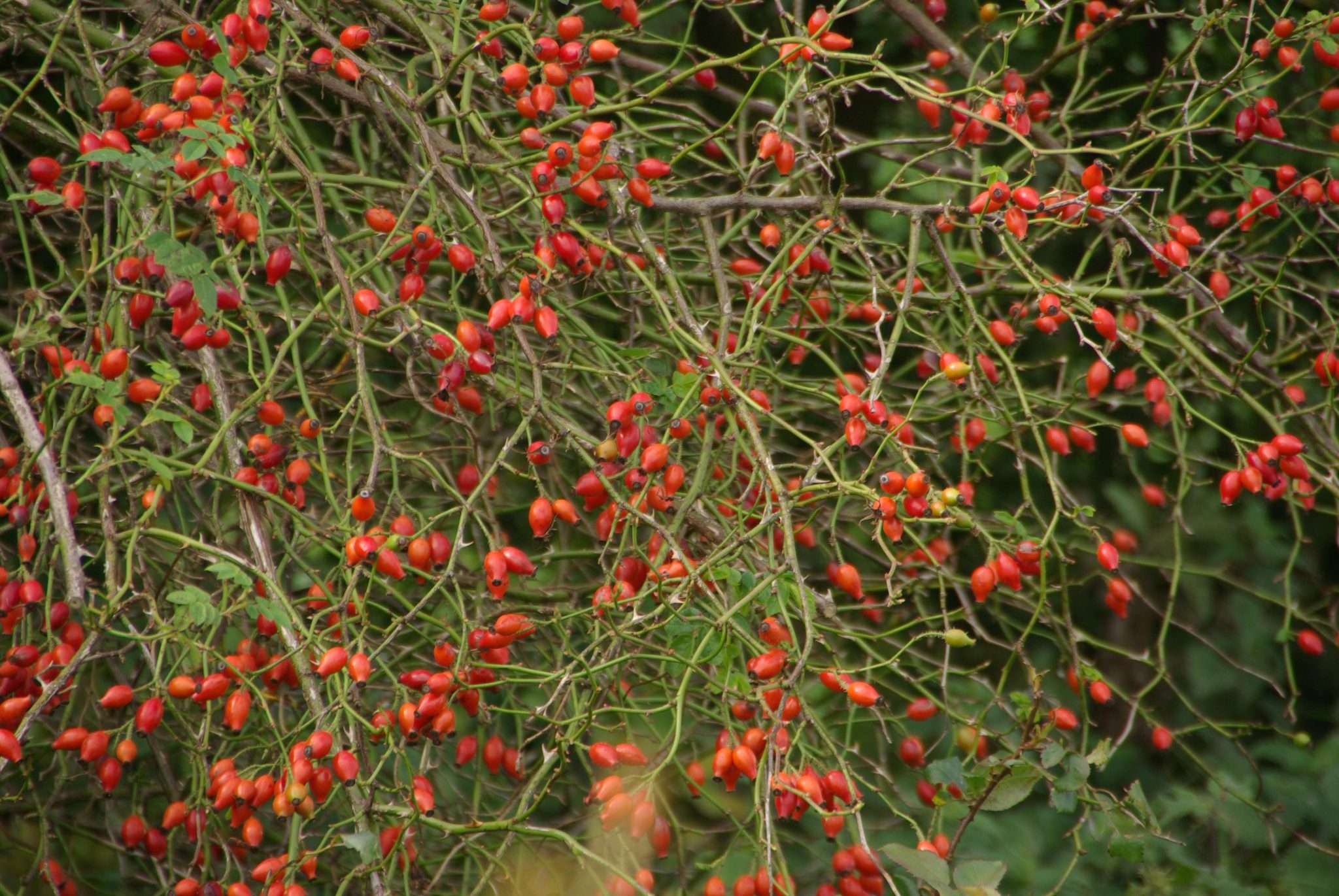 Rosa rubiginosa, egelantier, wilde roos, inheems, autochtoon, bottel